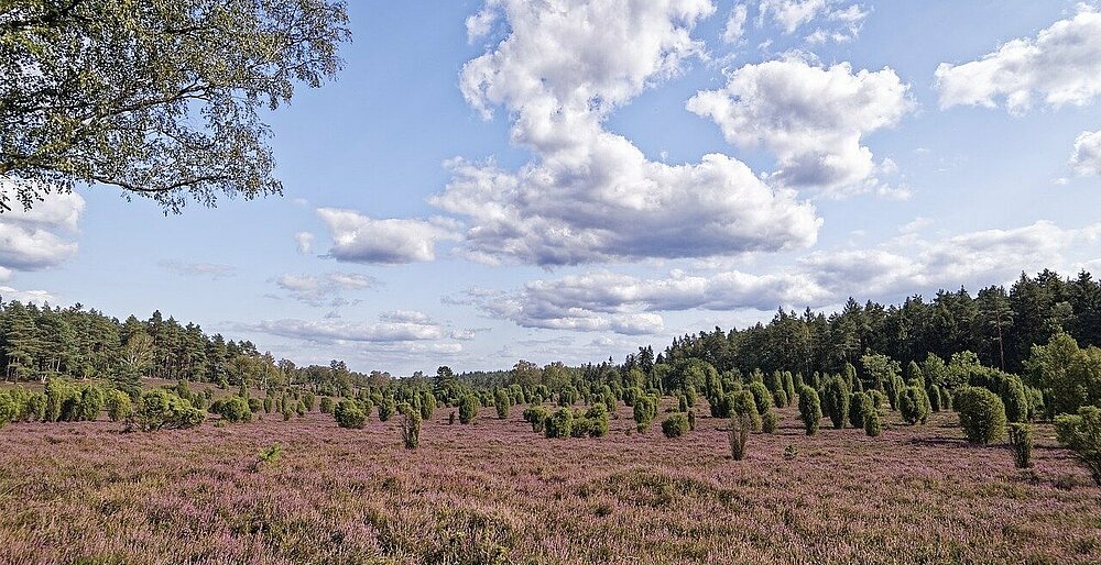 Marsch, Geest, Heide, Moore, Börde und Wald - Deutschland | Kinderweltreise