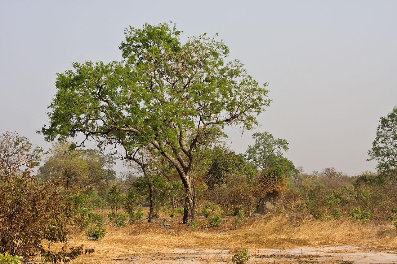 Kinderweltreise ǀ Gambia - Pflanzen in Gambia