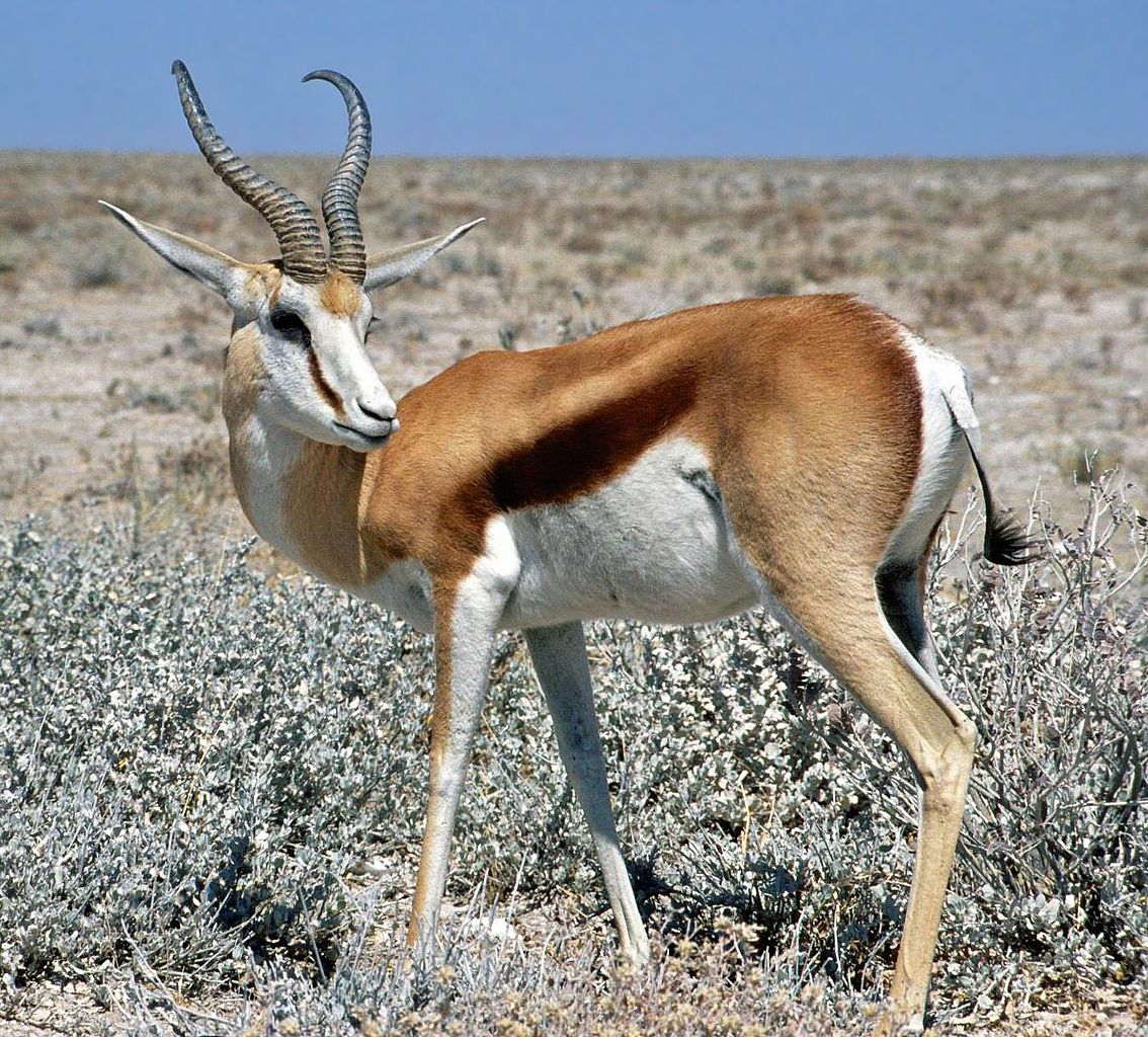 Kinderweltreise ǀ Namibia - Tiere