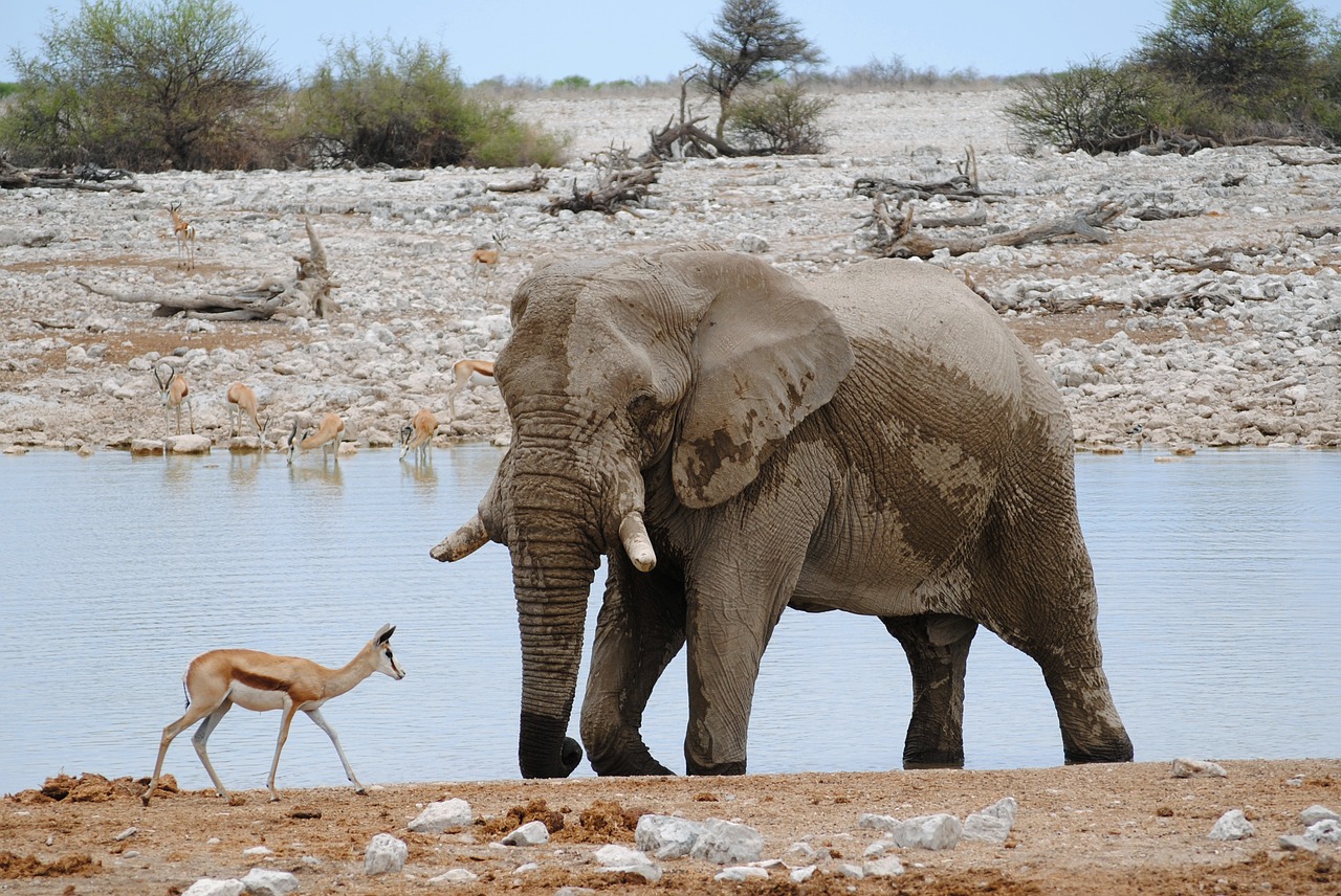 Kinderweltreise ǀ Namibia - Tiere