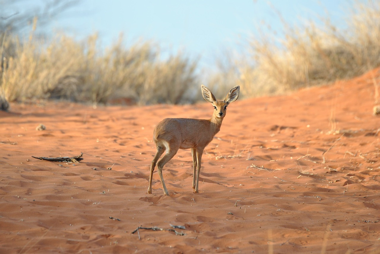 Kinderweltreise ǀ Namibia - Tiere