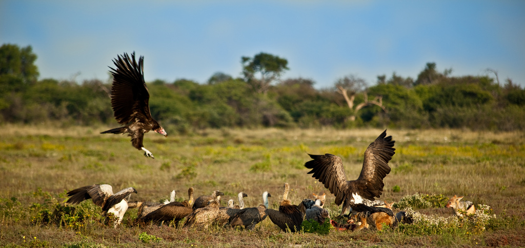 Kinderweltreise ǀ Namibia - Tiere