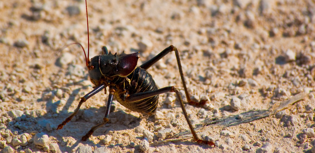 Kinderweltreise ǀ Namibia - Tiere