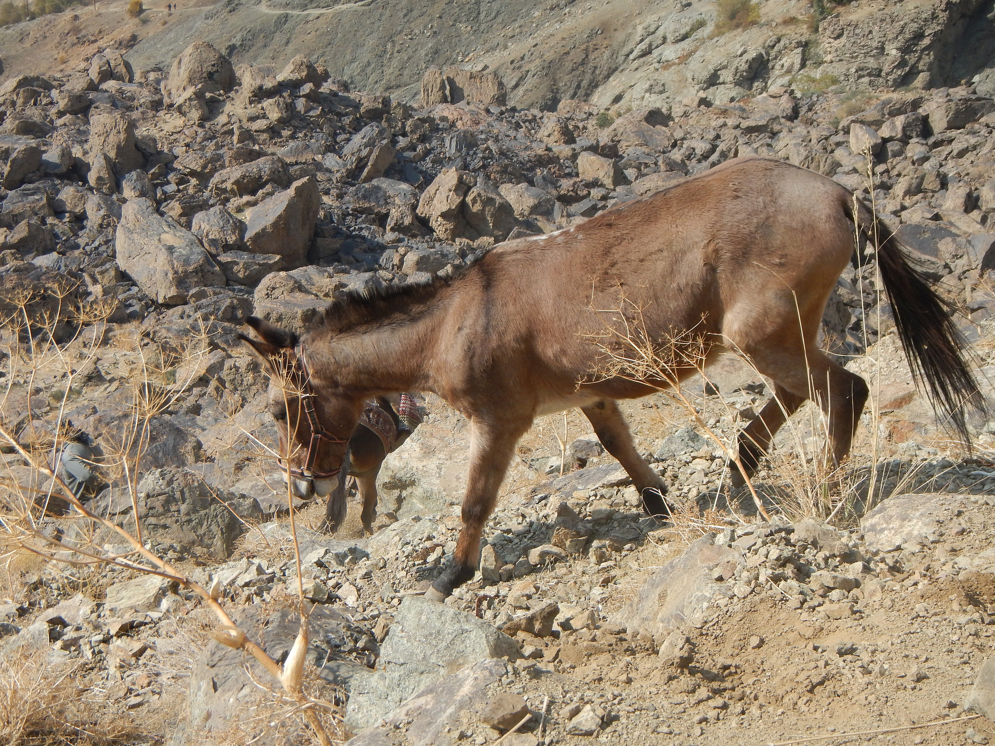 Kinderweltreise ǀ Iran - Tiere