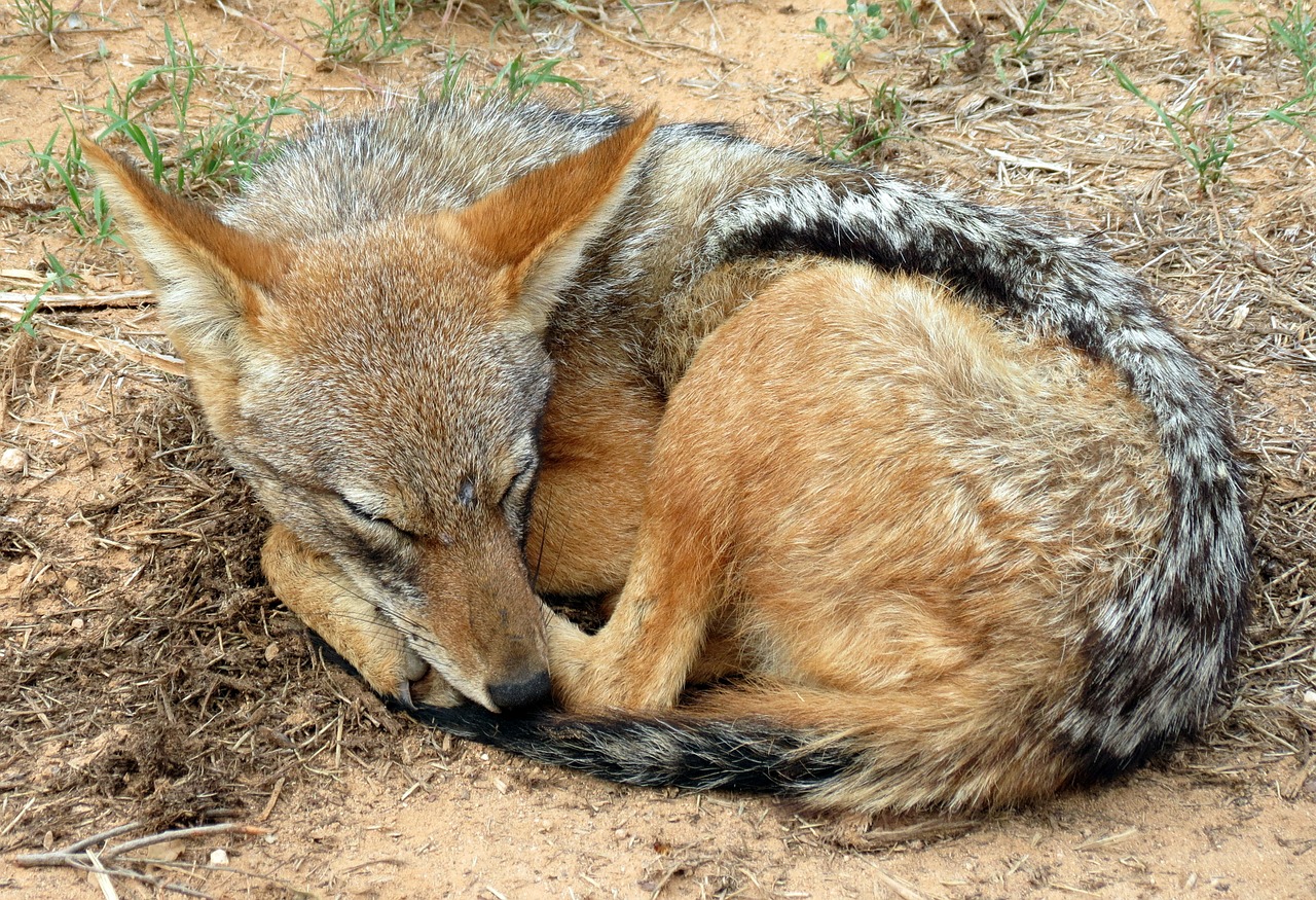 Kinderweltreise ǀ Iran - Tiere