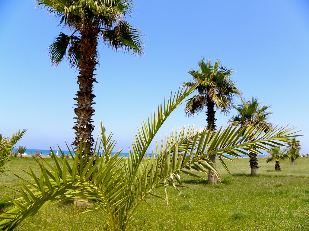 Kinderweltreise ǀ Syrien - Tiere & Pflanzen