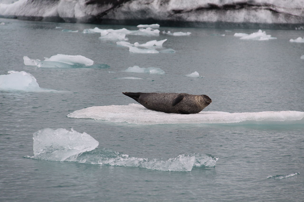 Kinderweltreise ǀ Island - Tiere & Pflanzen
